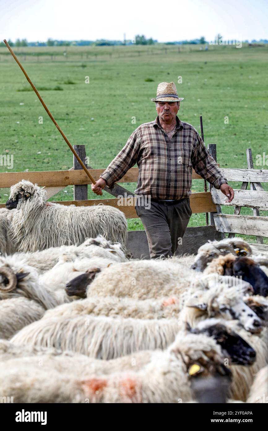 Rom farmer with his sheep in Timis province, Romania Stock Photo - Alamy