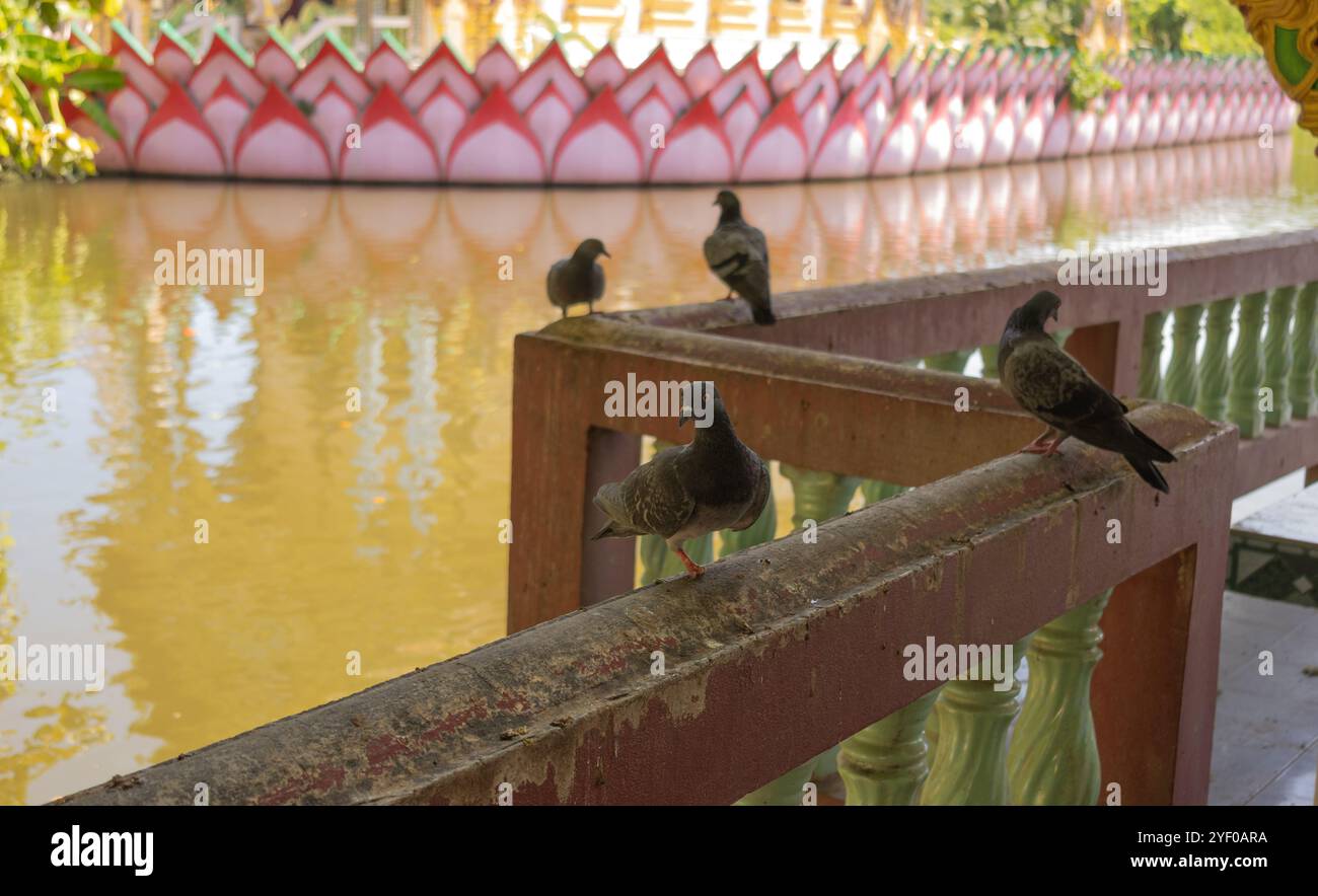 Close-up of pigeons perched on a rustic railing by a lotus-designed ...