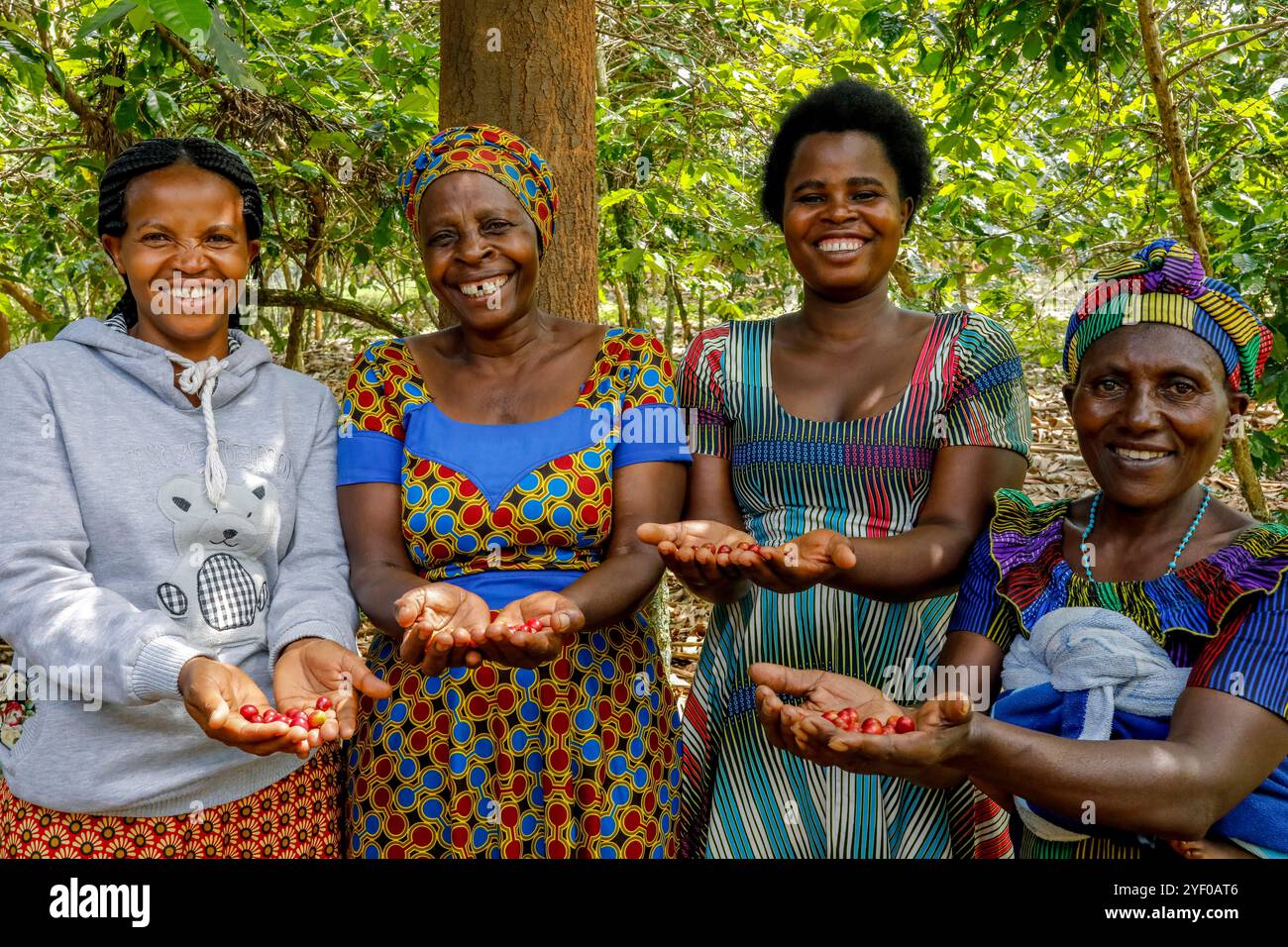 Kopakama coffee grower's cooperative, Rutsiro, Rwanda. Women with ...