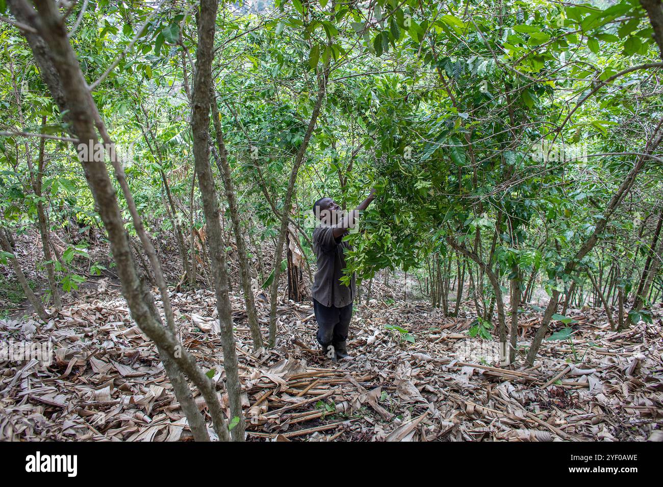 Member of Kopakama coffee grower's cooperative, Rutsiro, Rwanda Stock ...