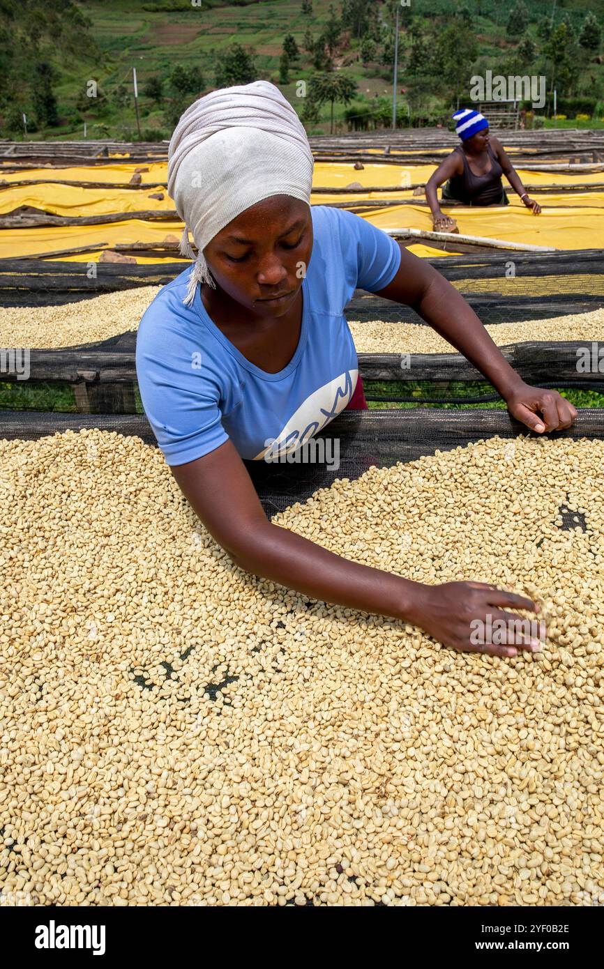 Abakundakawa coffee grower's cooperative, Minazi coffee washing station ...