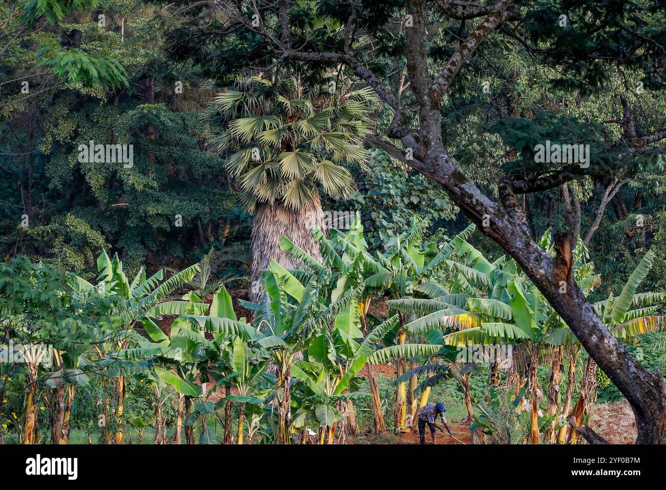 Banana plantation in Kigali, Rwanda Stock Photo - Alamy
