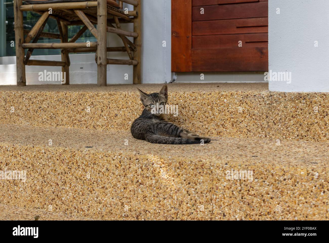 A young tabby kitten rests on textured concrete steps in an outdoor ...