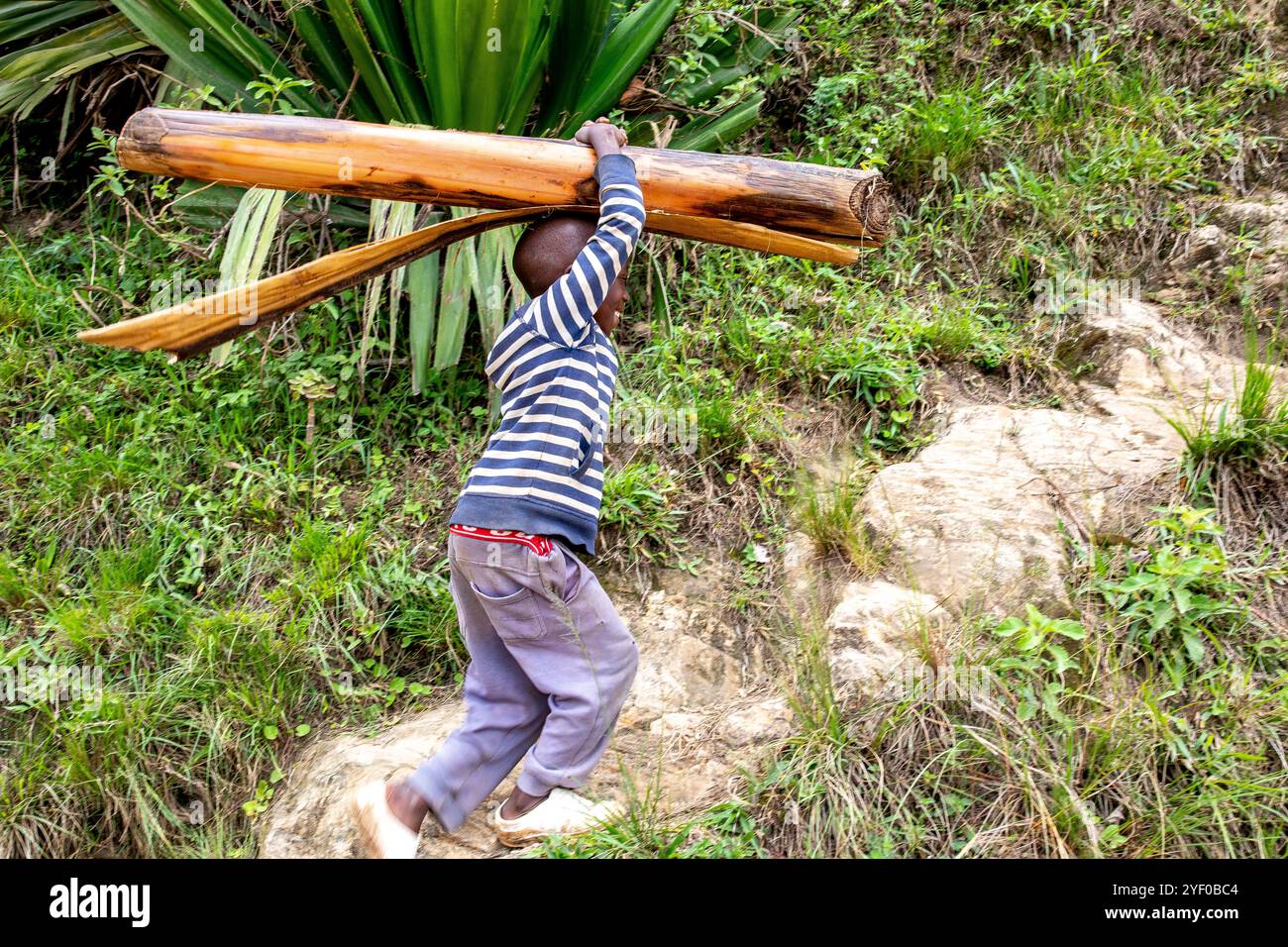 Boy carrying a tree bark in western Rwanda Stock Photo - Alamy