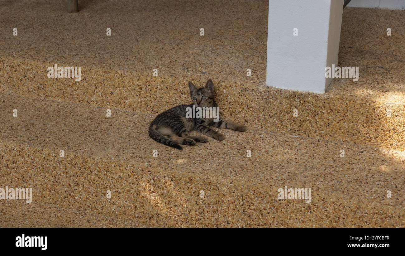 A young tabby kitten rests on textured concrete steps in an outdoor ...