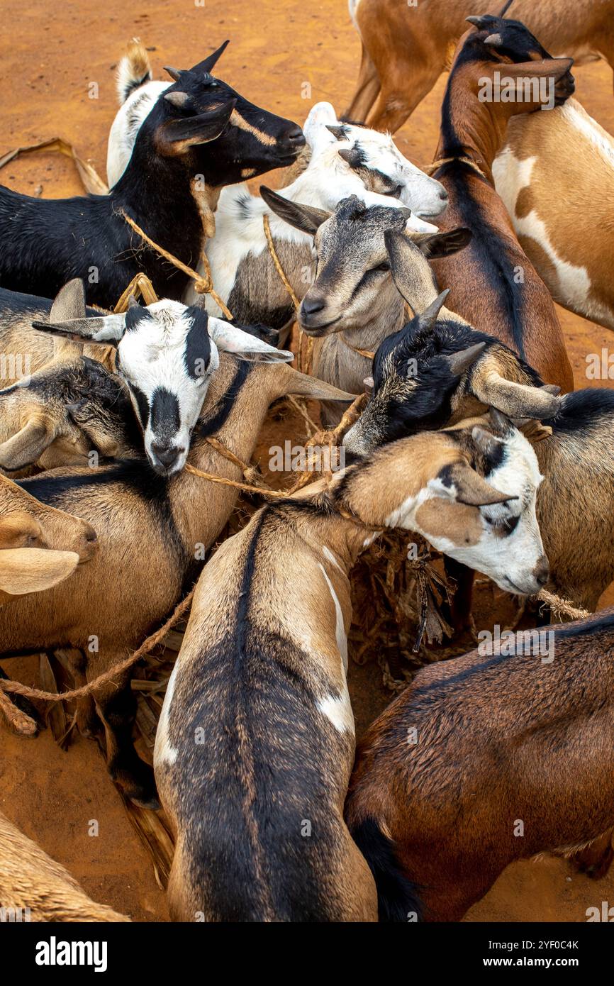 Weekly cattle market in Nyamata, Rwanda Stock Photo - Alamy