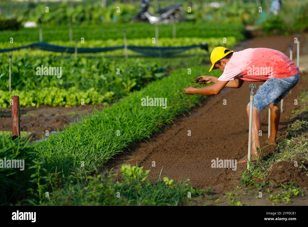 Agricuture. Organic vegetable gardens in Tra Que Village. Farmer at ...