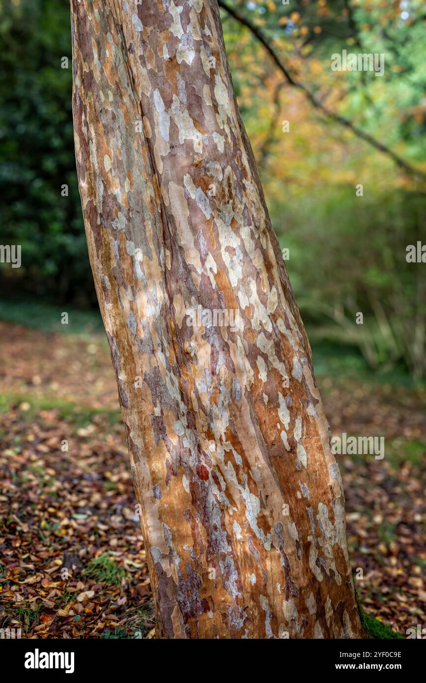 Colourful patterned bark of a London Plane tree with autumnal leaves in ...