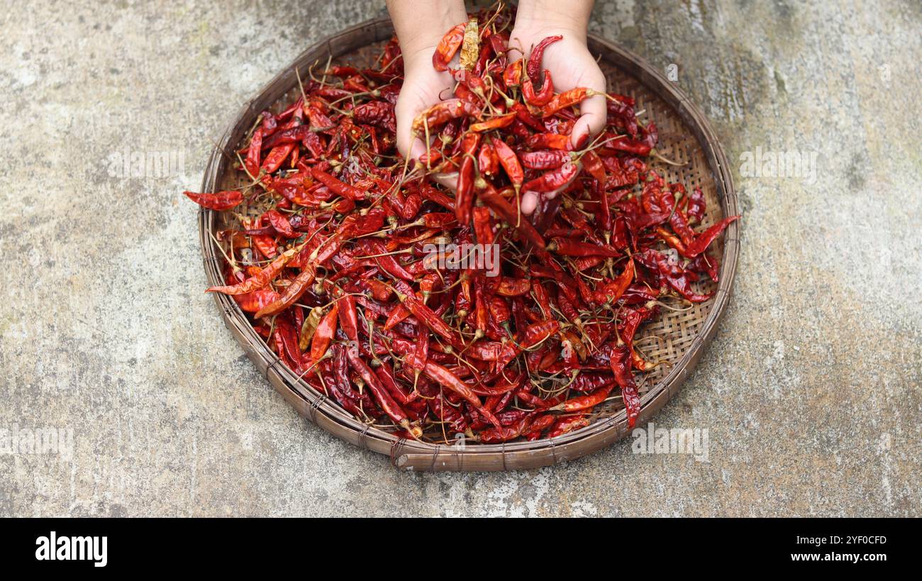 Hands Holding Vibrant Red Chili Peppers in Rustic Setting Stock Photo ...