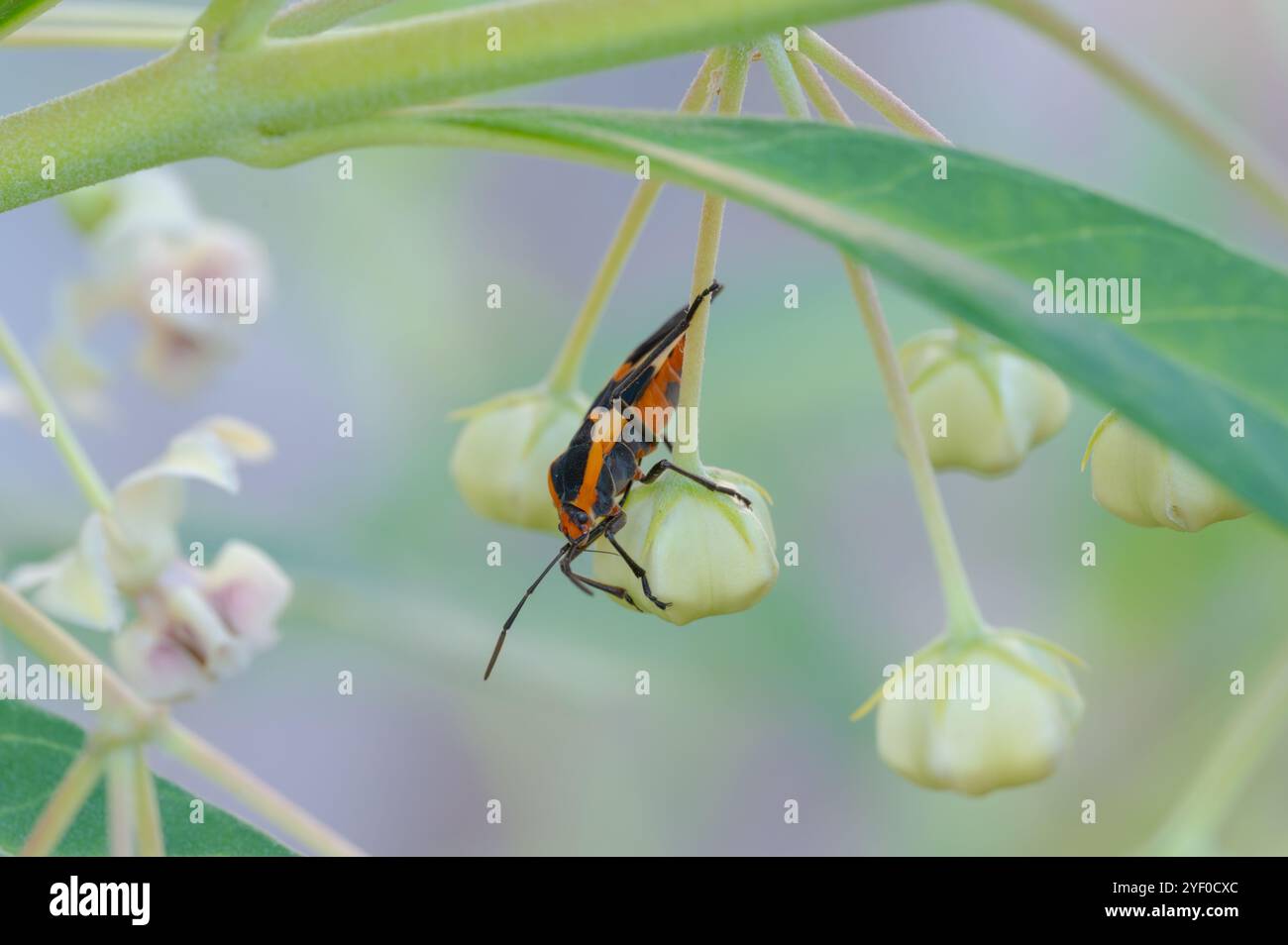 Closeup of a Large Milkweed Bug, Oncopeltus fasciatus, on a ...
