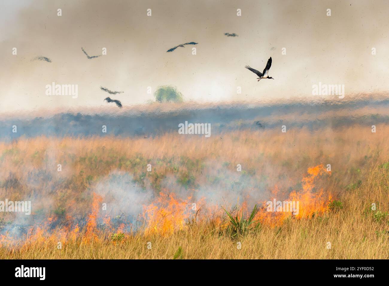 Birds flying away the savannah fire, Murchison Falls National park ...