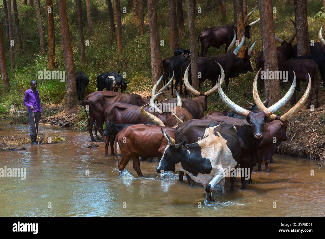 Cowboy leading his herd to a trough, Western region, Uganda Stock Photo ...
