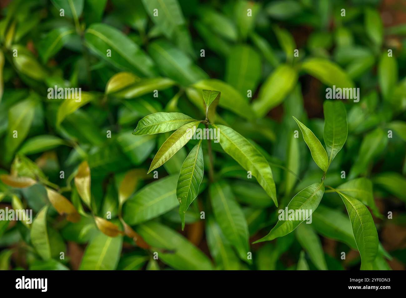 Plant nursery in Notto village, Senegal Stock Photo - Alamy