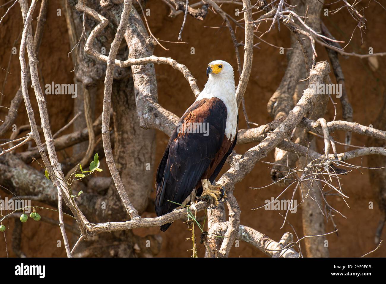 African fish eagle standing and watching for preys, along the Nile ...