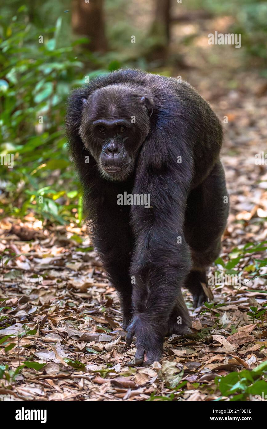Bugondo forest chimpanzee walking on a forest track Stock Photo - Alamy