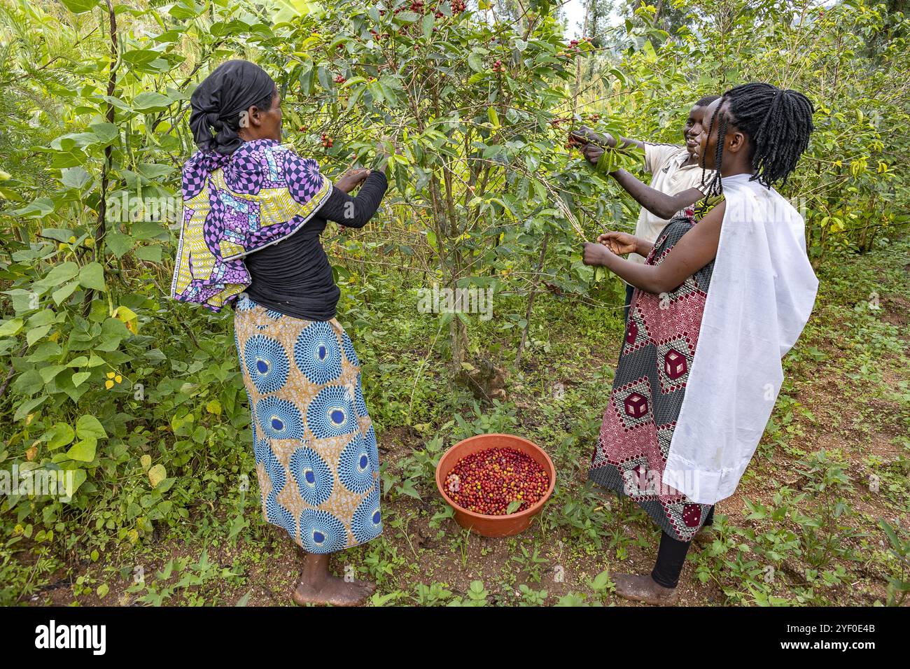 Rwanda coffee plantation hi-res stock photography and images - Alamy