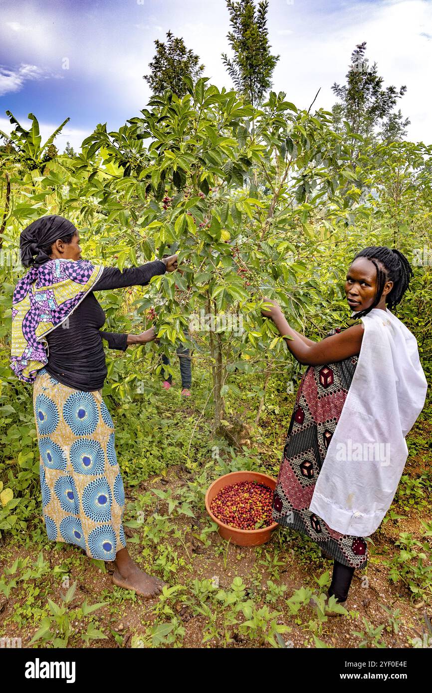 Rwanda coffee plantation hi-res stock photography and images - Alamy