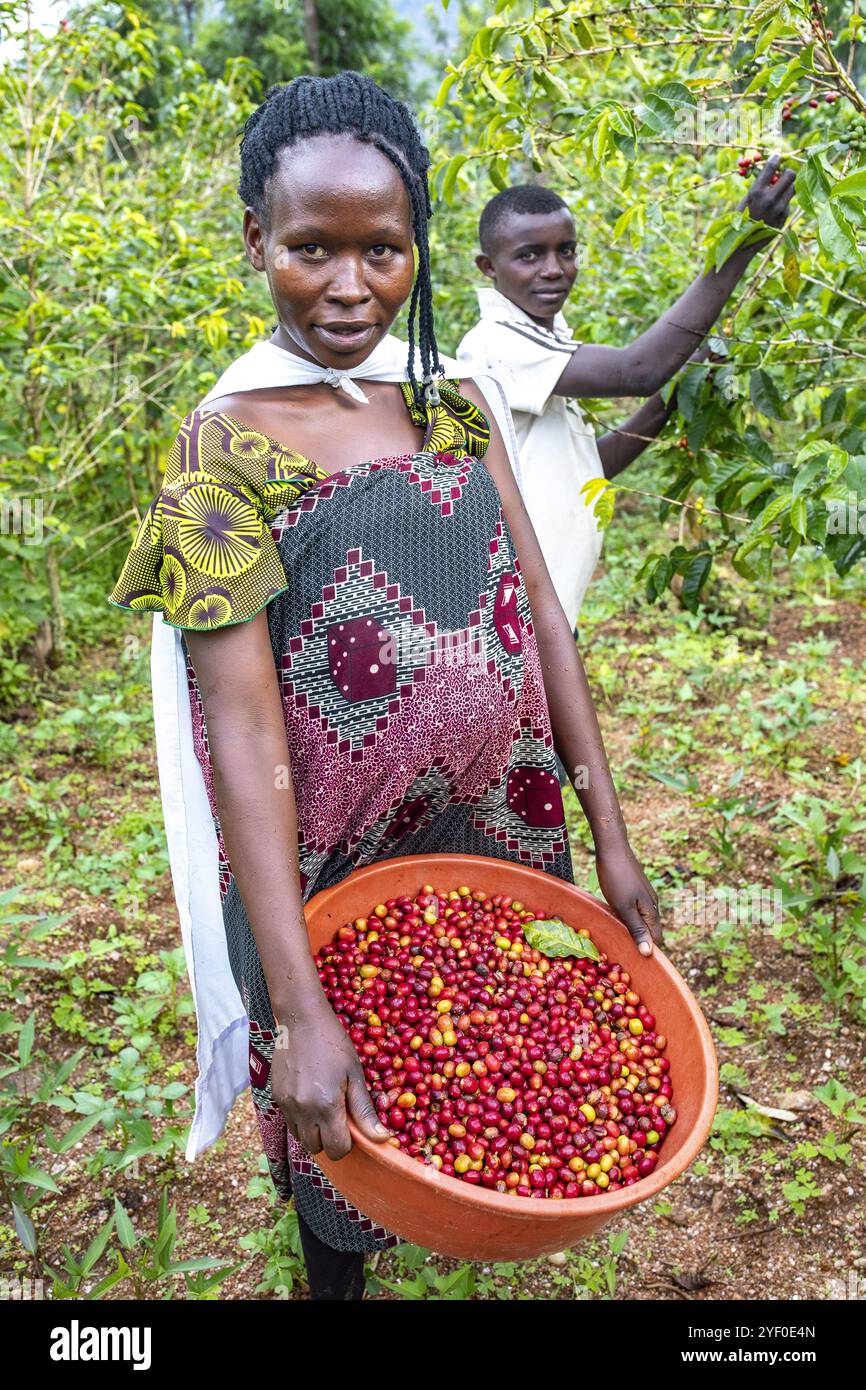 Coffee bean harvest in southern Rwanda Stock Photo - Alamy
