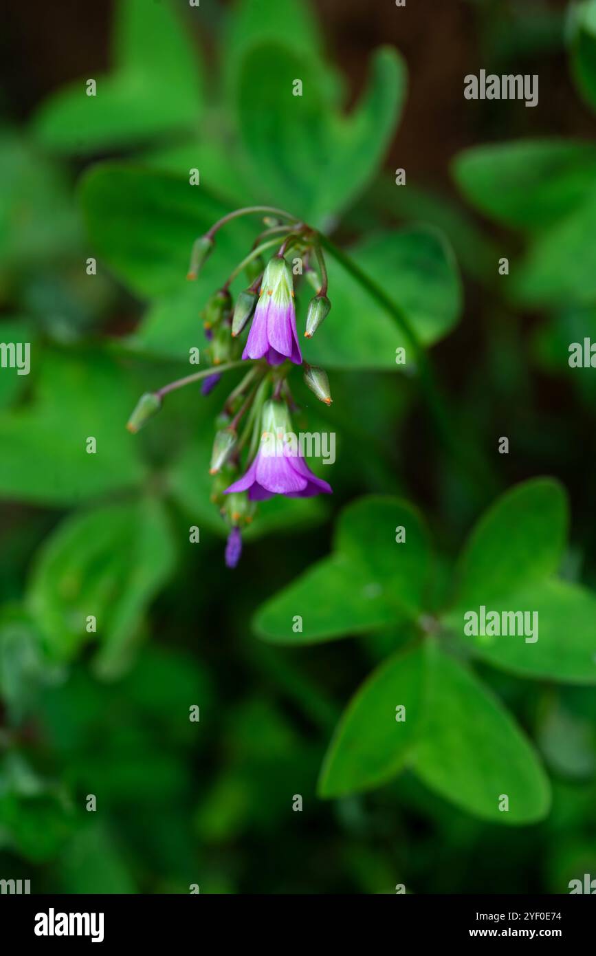 Broadleaf woodsorrel flower ( Oxalis latifolia ) - Kampala Uganda Stock ...