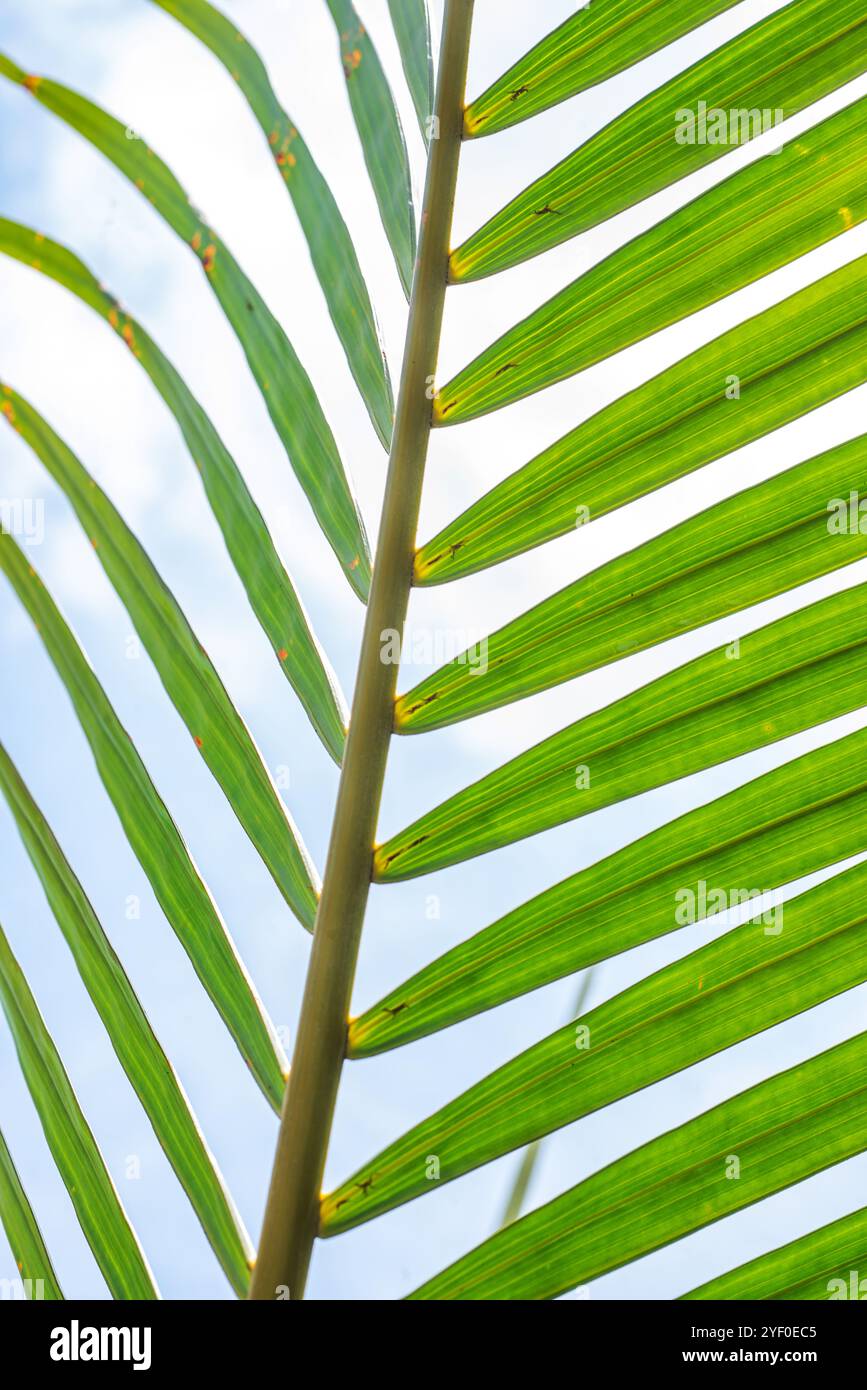 Palmiste Poison ( Hyophorbe indica ) - Kampala Uganda Stock Photo - Alamy