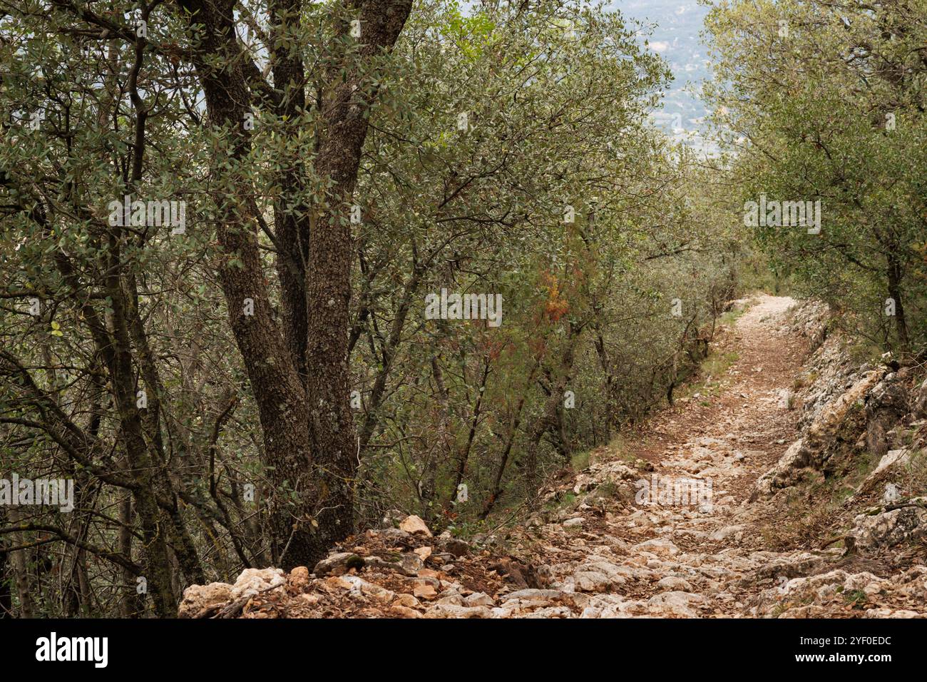 Path between oaks in the Fuente Roja natural park in Alcoy, Spain Stock ...