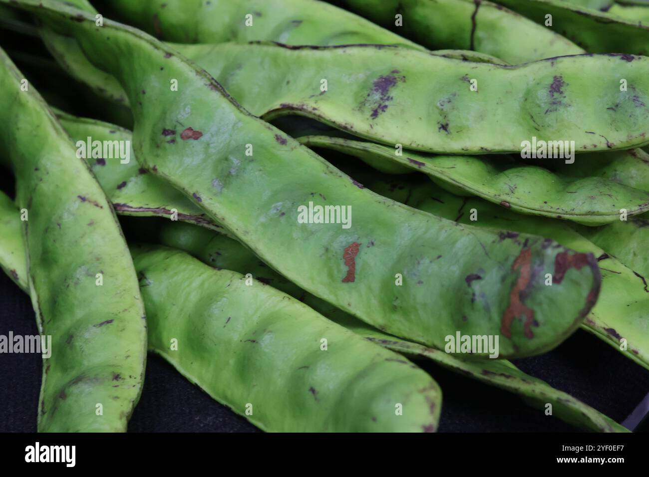 Vibrant green petai beans, also known as stink beans, displayed in ...
