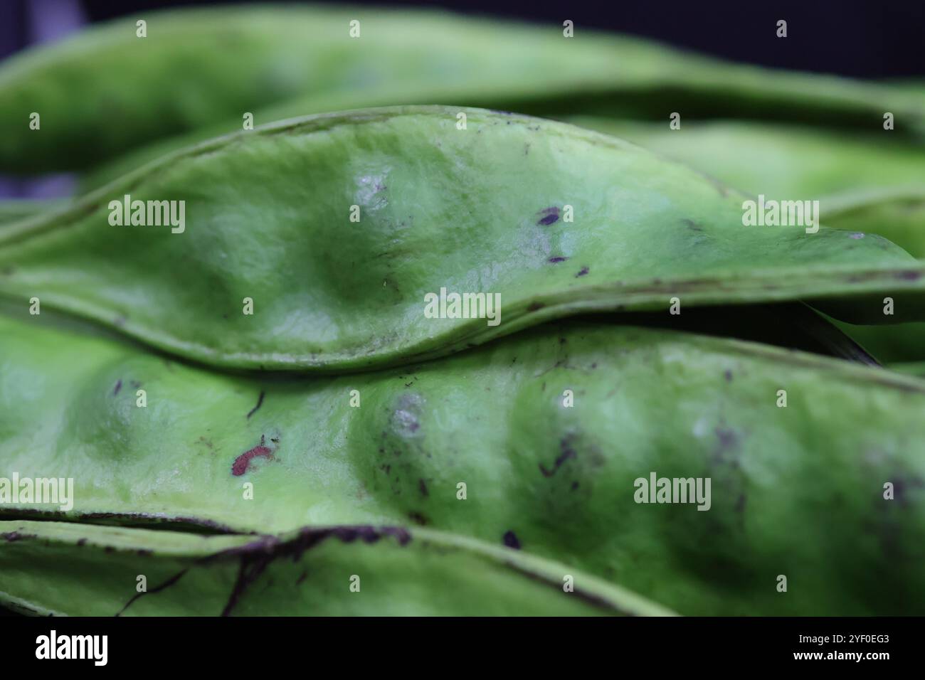 Vibrant close-up of fresh petai beans, showcasing the unique texture ...