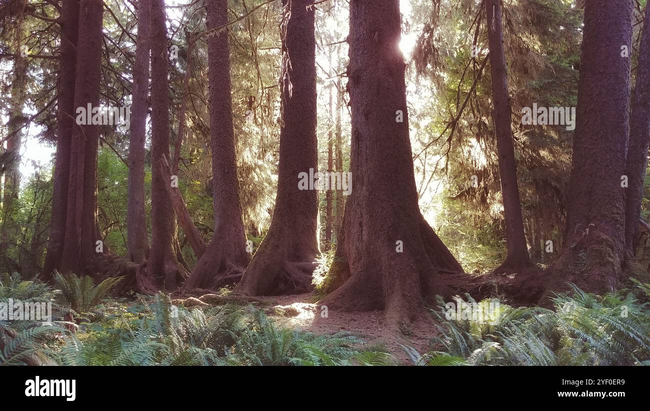 Nursing Trees in a row Hoh Rainforest Trees Olympic National Park ...