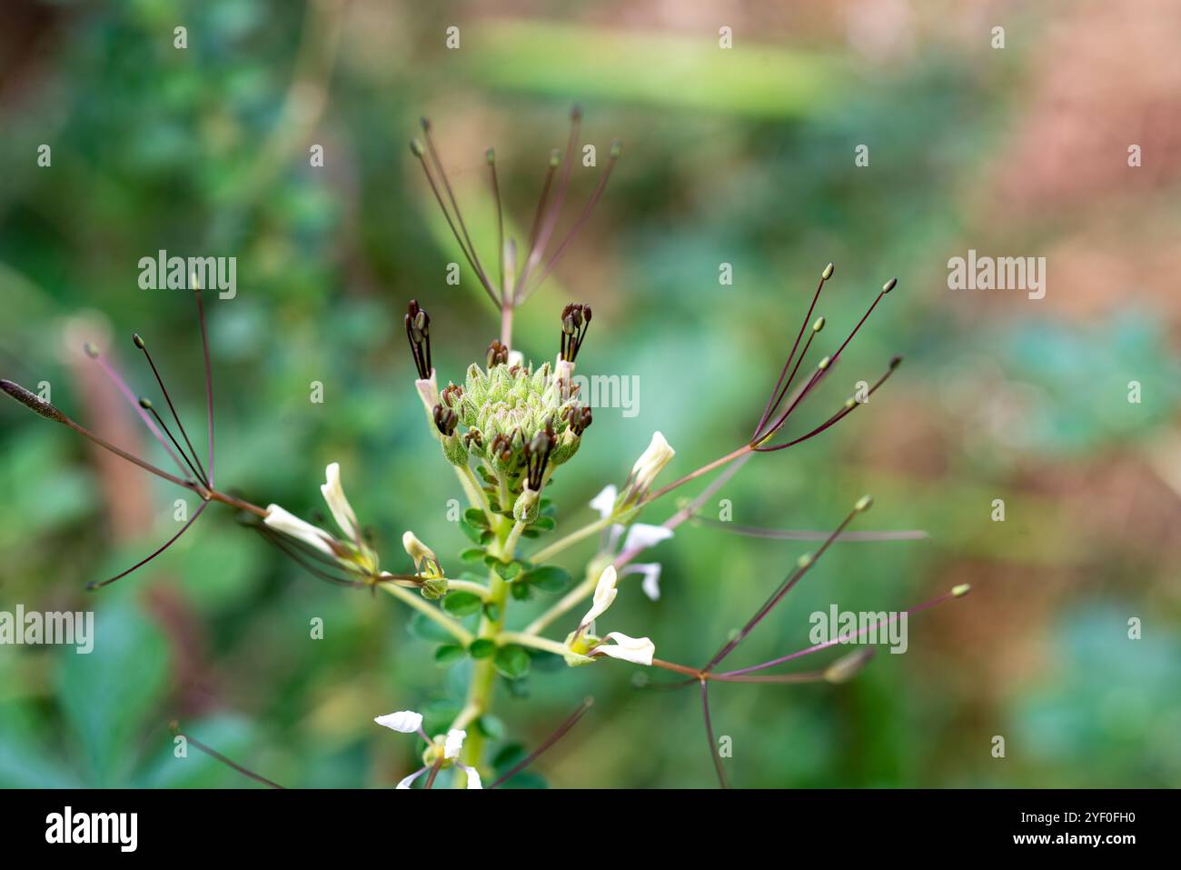 African cabbage ( Cleome gynandra ) - Kampala Uganda Stock Photo - Alamy