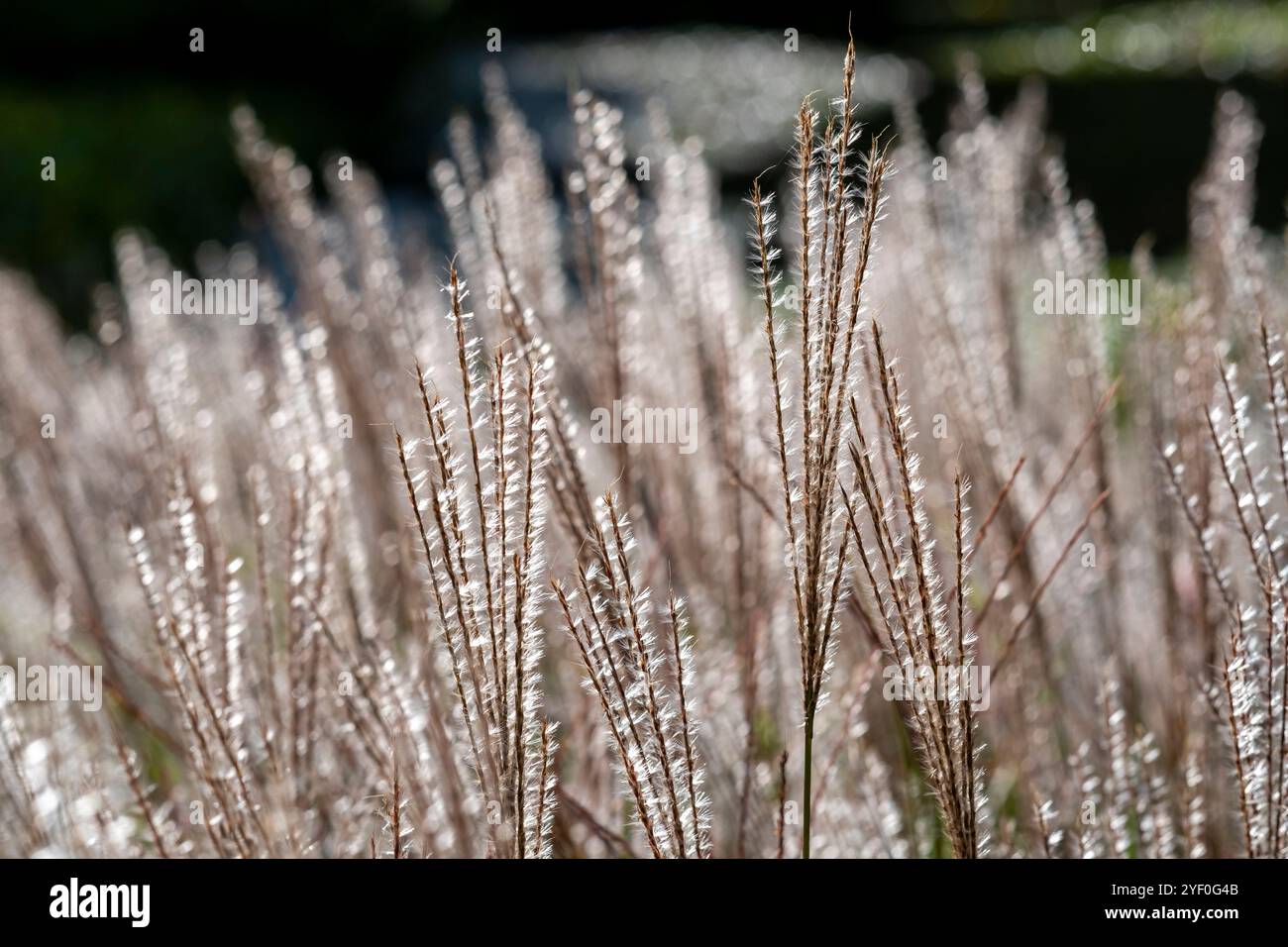 Miscanthus sinensis 'Kleine Silberspinne' grass Stock Photo - Alamy