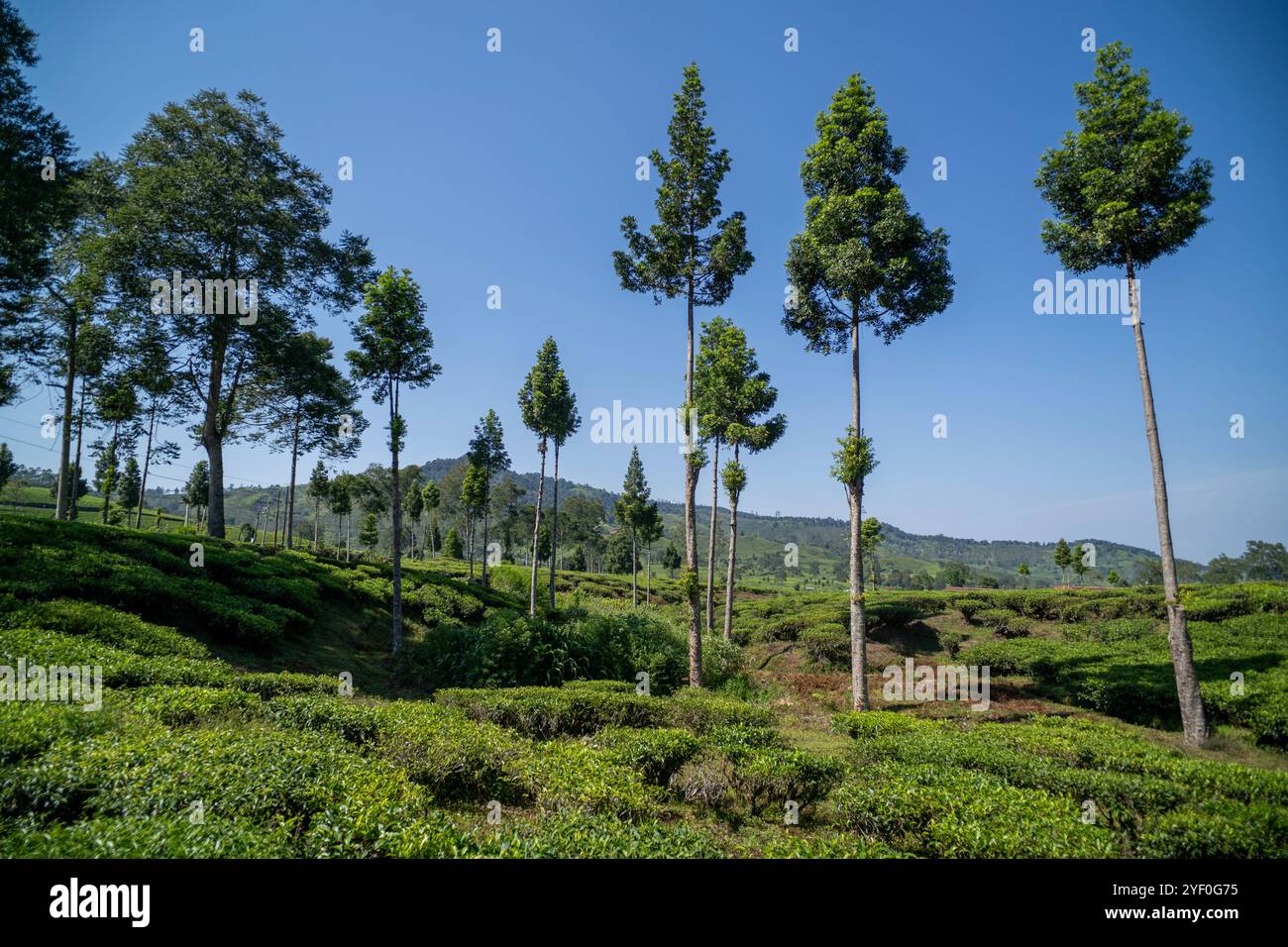 Bandung tea plantation hi-res stock photography and images - Alamy