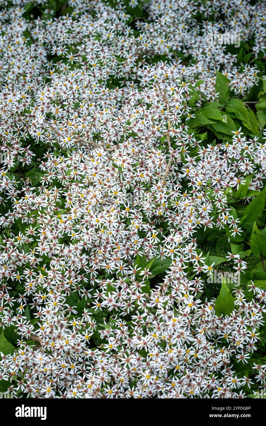 Eurybia divaricata, white wood aster Stock Photo - Alamy
