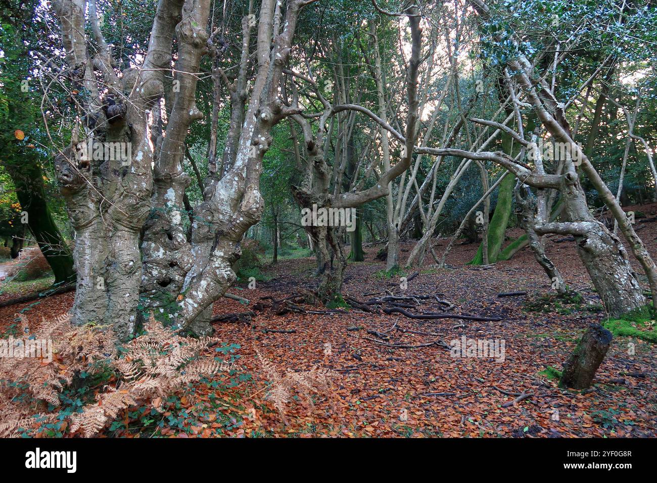 Old trees in the New forest at Burley on a bed of dried leaves Stock ...