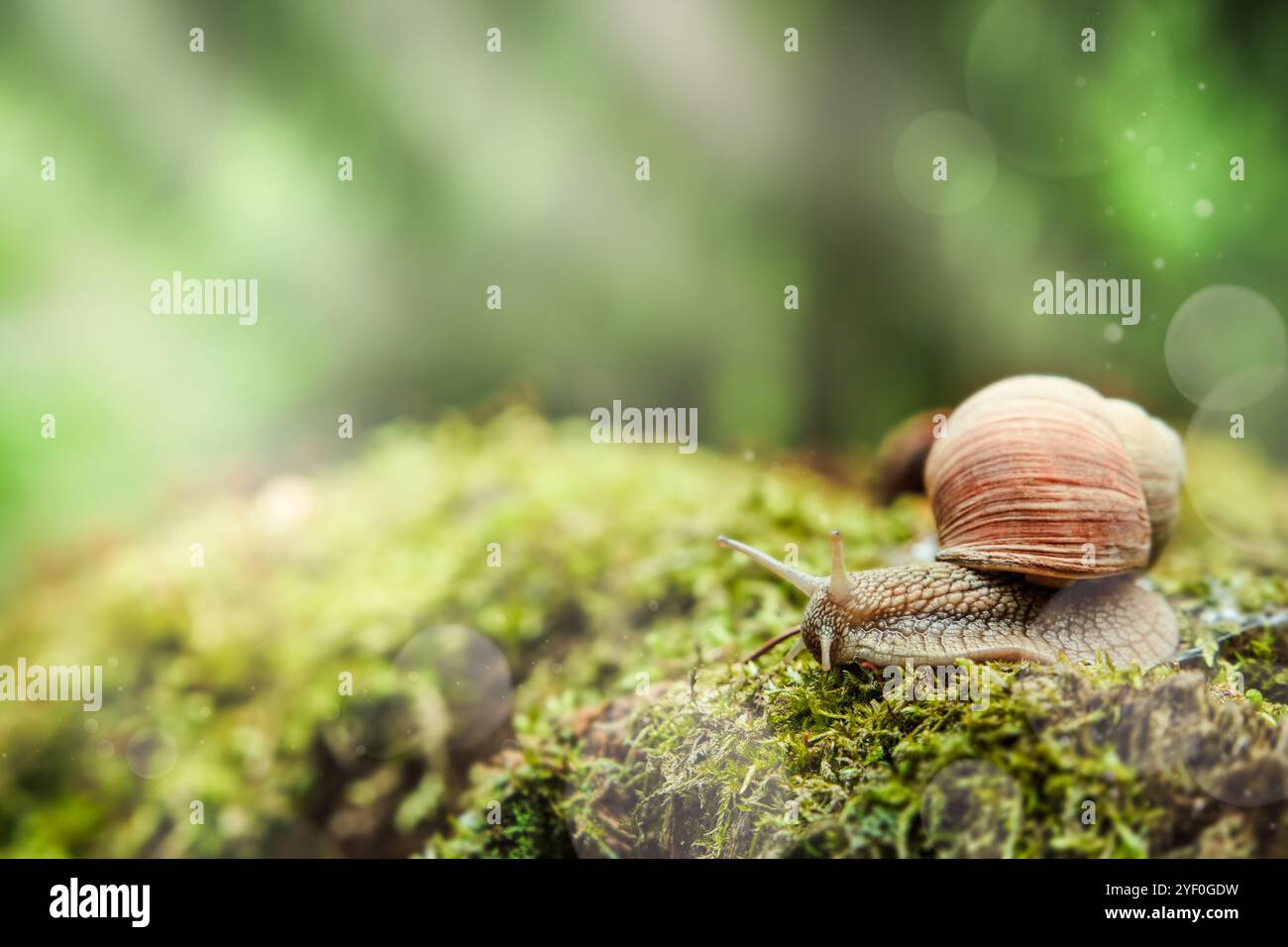 Fairy stump with green eyes hi-res stock photography and images - Alamy