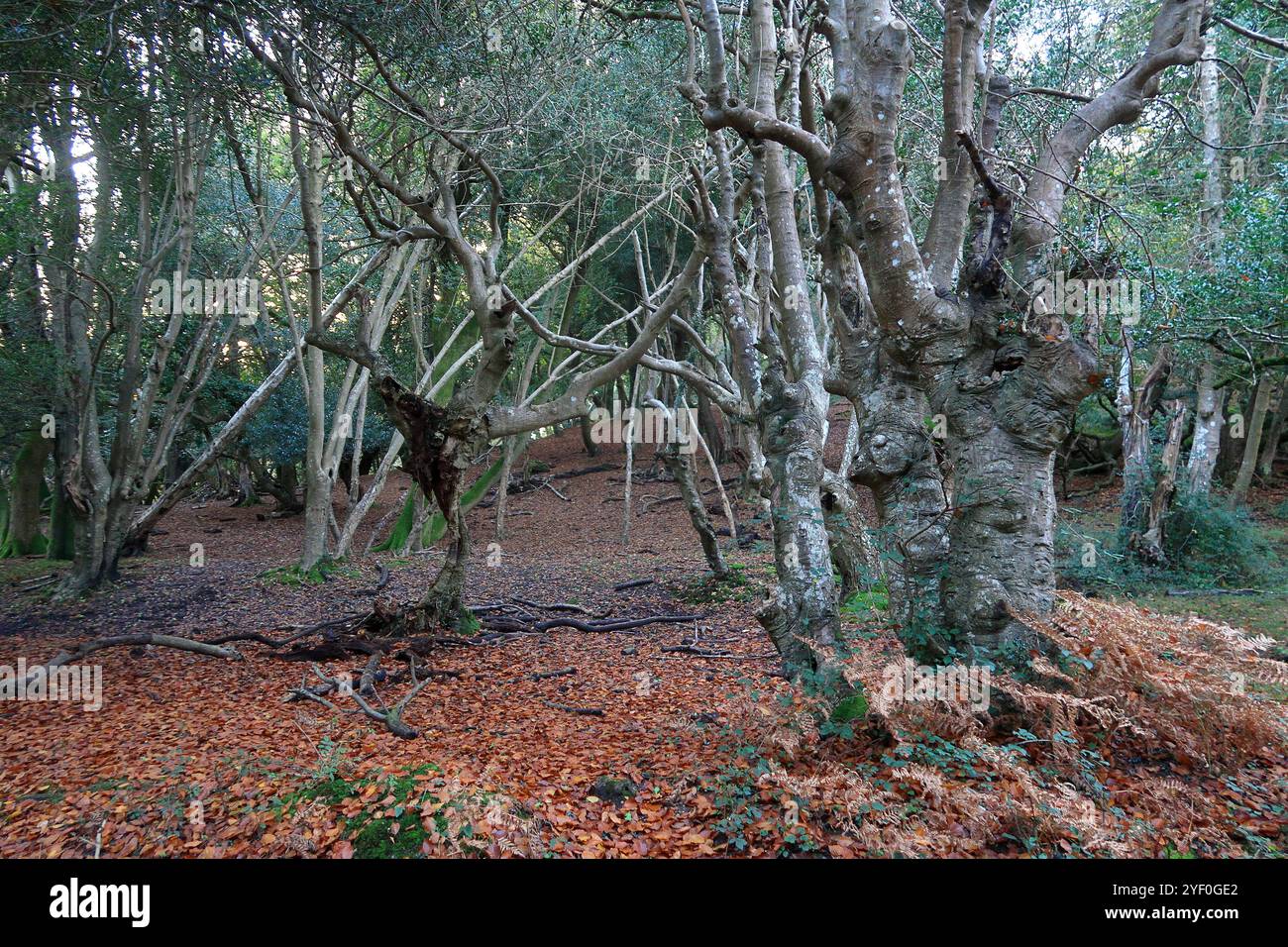 A tangled mess of old trees and broken branches in the New Forest at Burley Stock Photo - Alamy