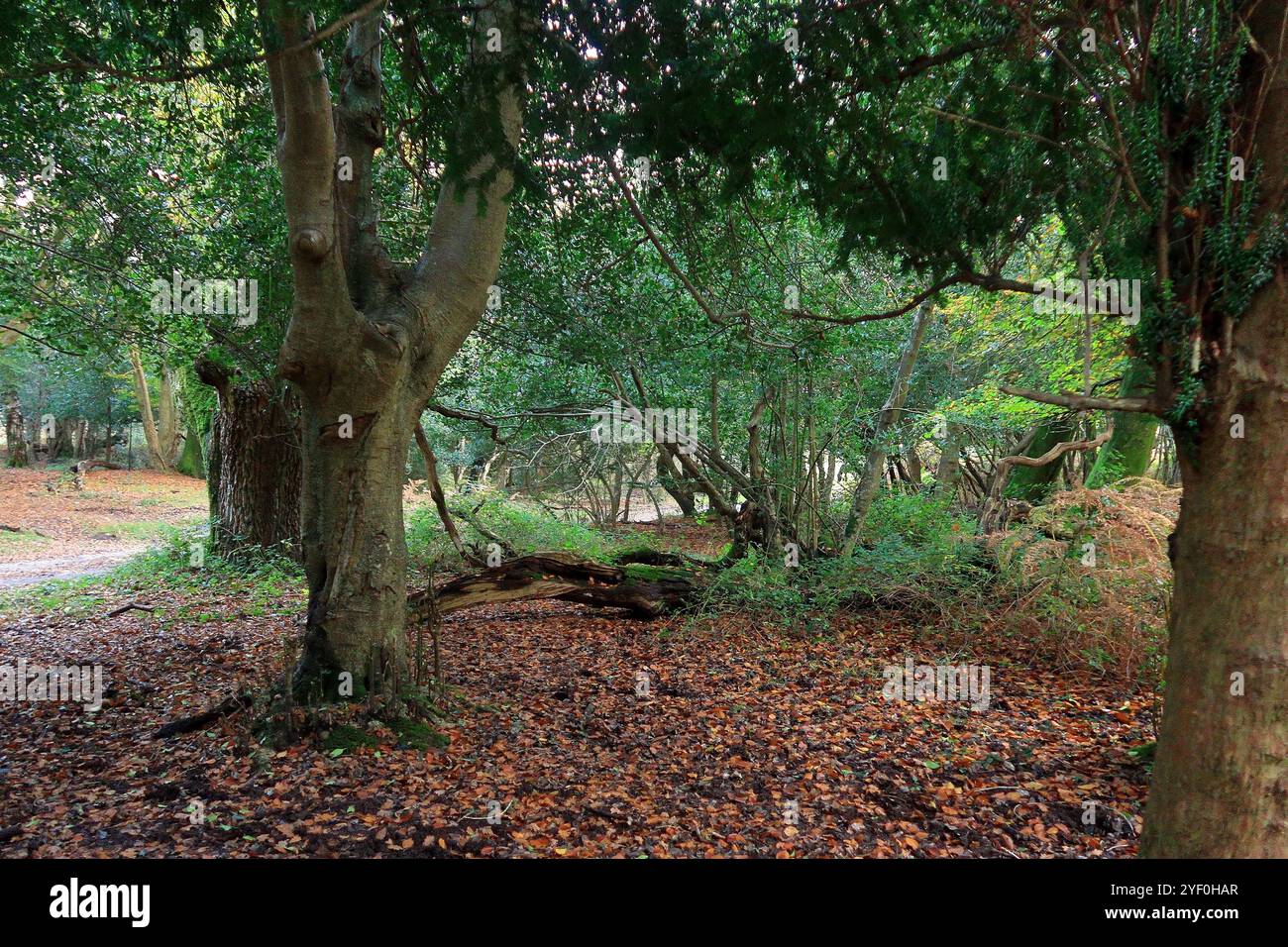 The dark and dense Woodland in the New Forest at Burley Stock Photo - Alamy