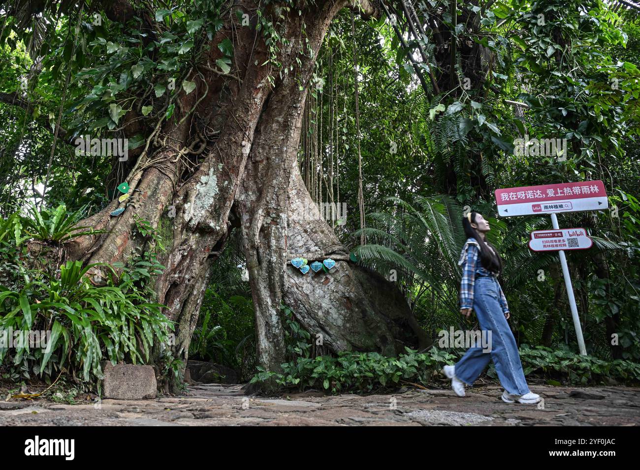 Baoting. 1st Nov, 2024. This photo taken on Nov. 1, 2024 shows a ...