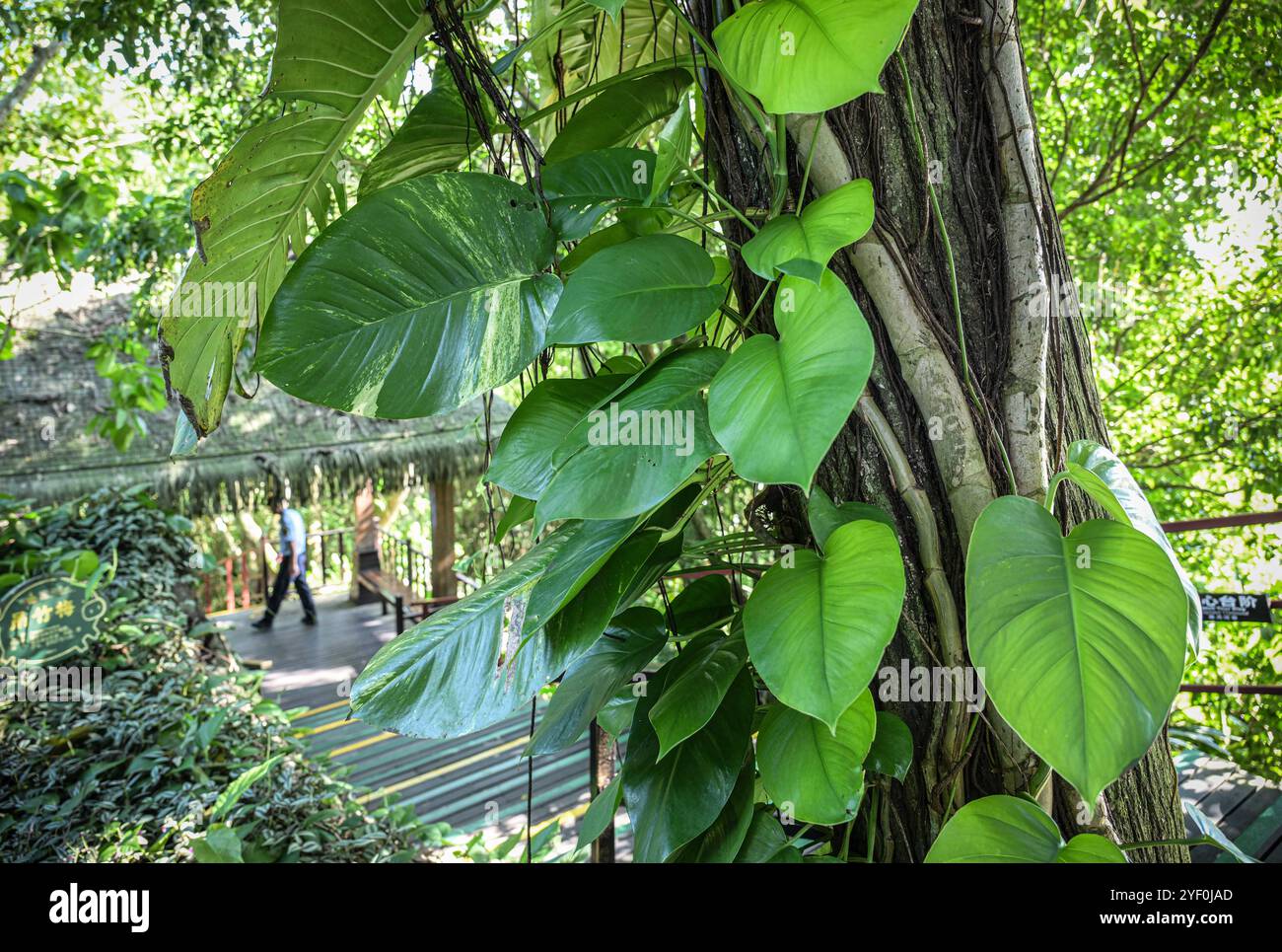 Baoting. 1st Nov, 2024. This photo taken on Nov. 1, 2024 shows vines ...
