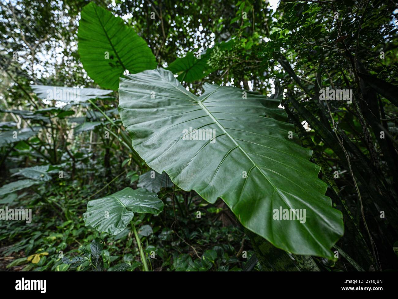 Baoting. 1st Nov, 2024. This photo taken on Nov. 1, 2024 shows a giant ...