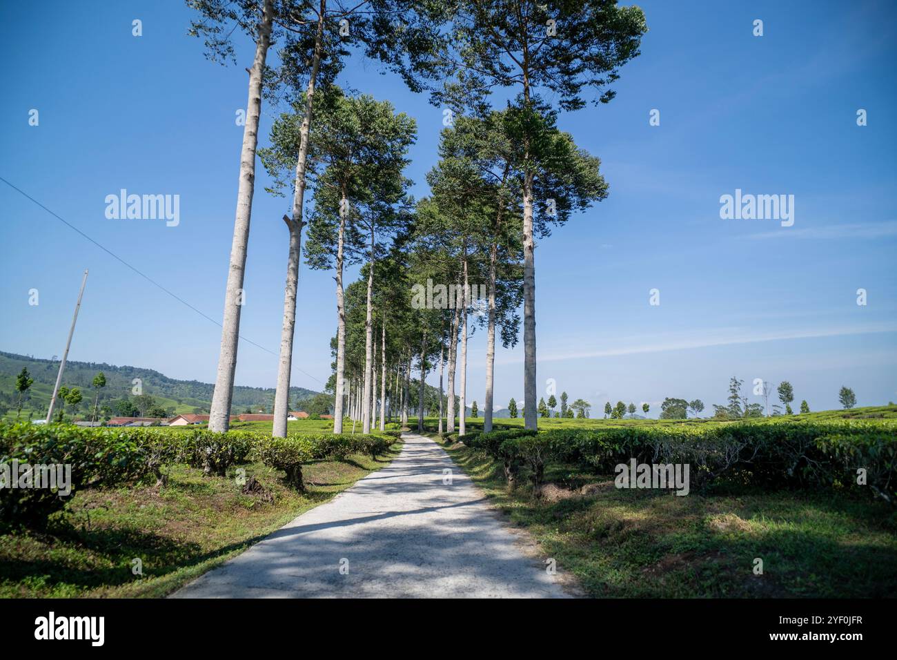 Plantation transport hi-res stock photography and images - Alamy