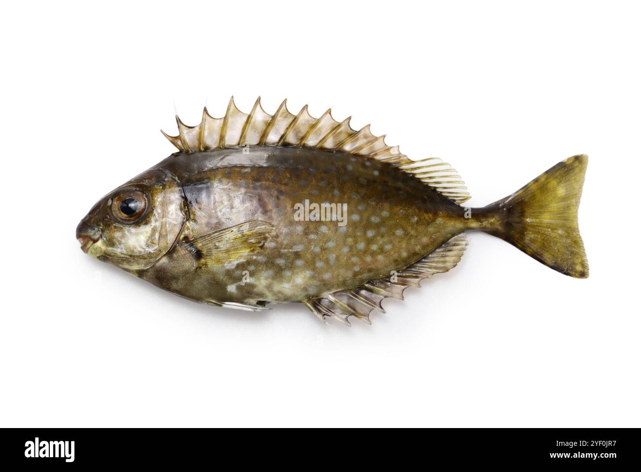 Mottled spinefoot, Aigo Stock Photo - Alamy