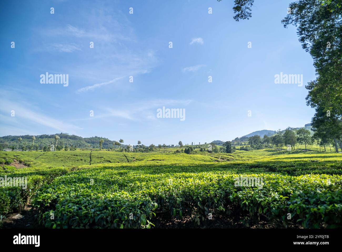 tea plantation during sunny day, ciwidey bandung Stock Photo - Alamy