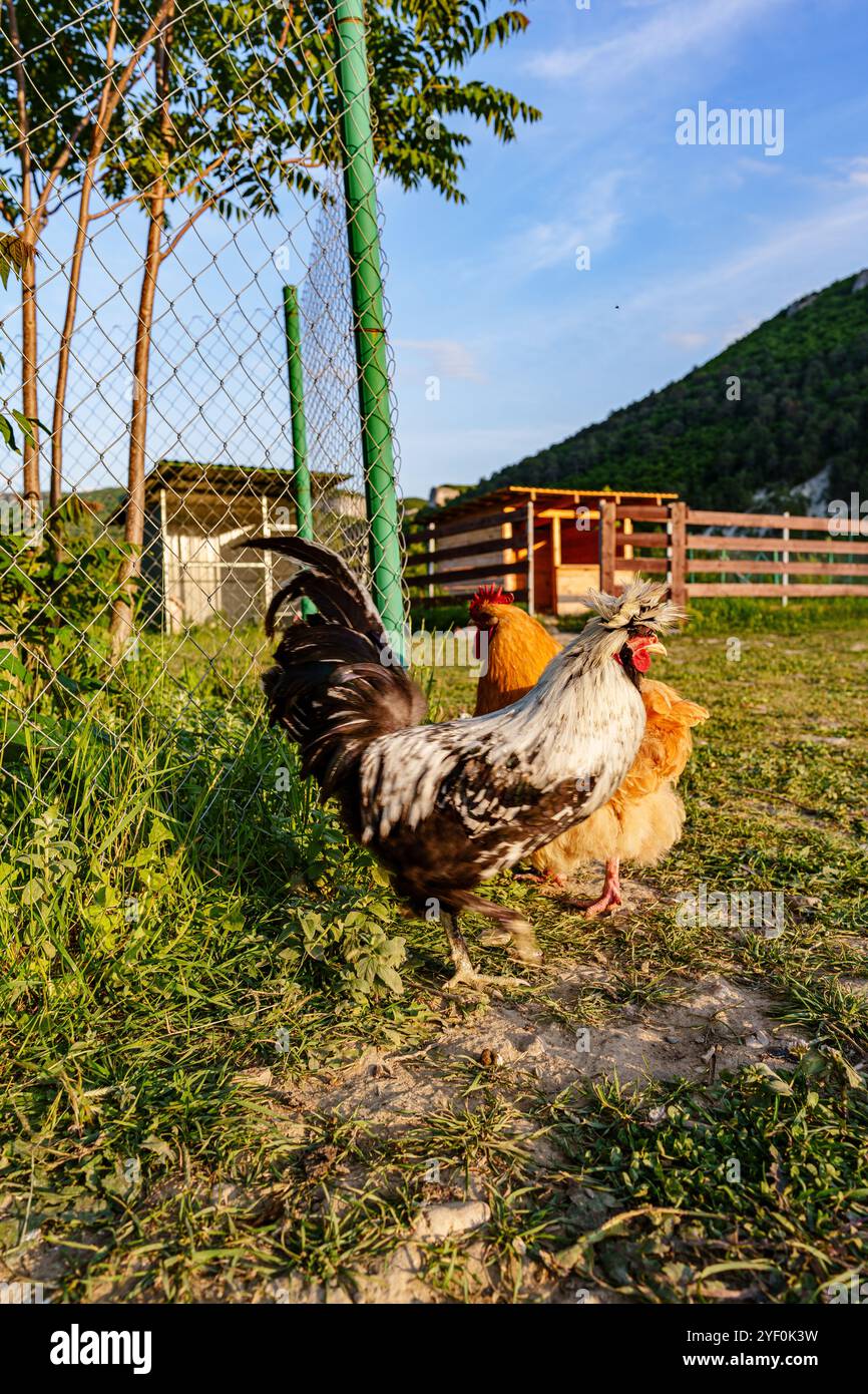 A group of chickens enjoying the late afternoon sun near a rustic barn ...