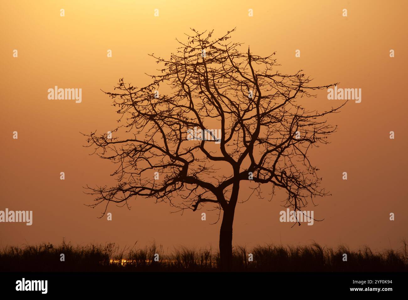 Silhouette of a lone tree at sunset, Kaziranga National Park, Assam ...