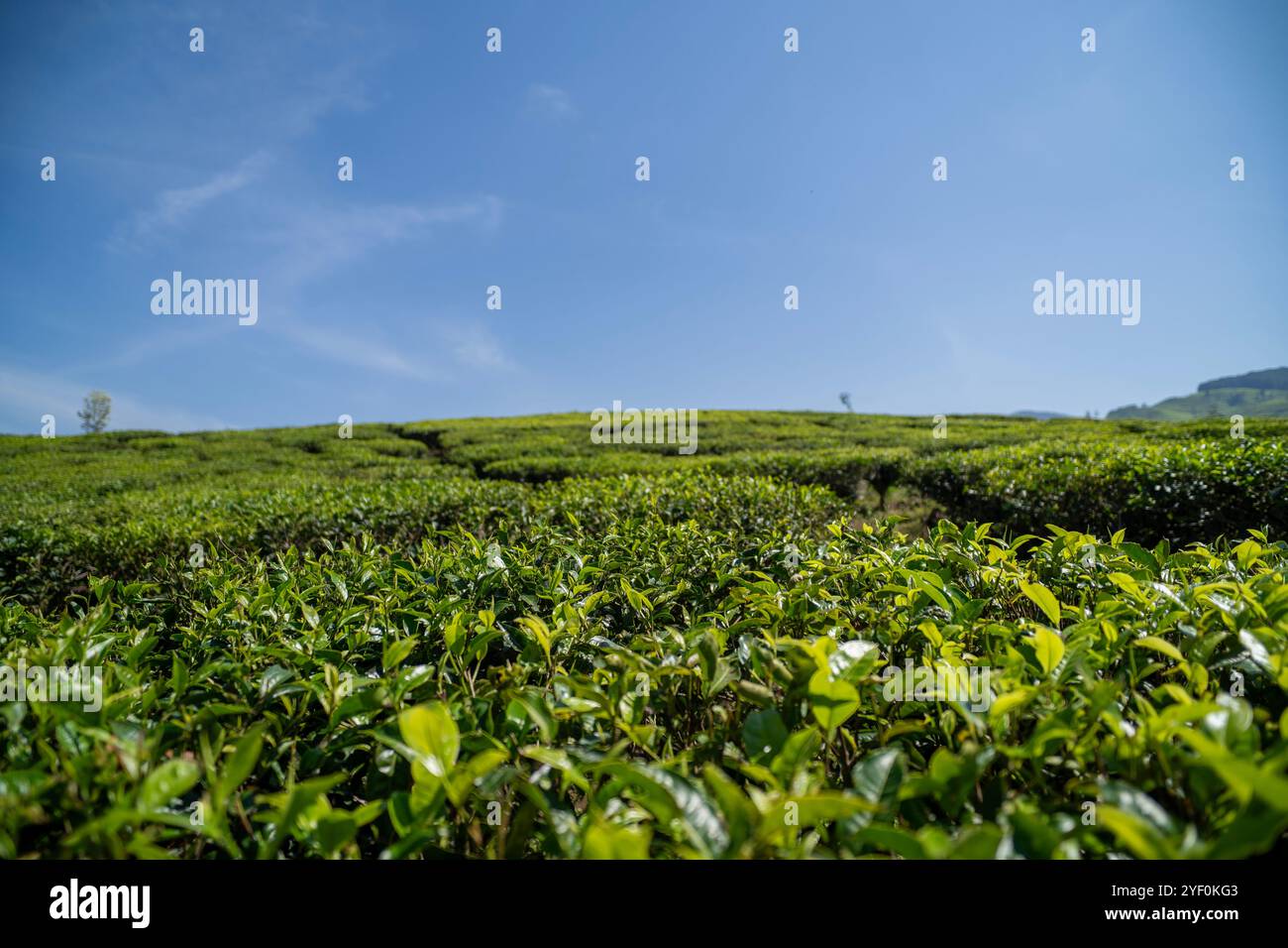 tea plantation during sunny day, ciwidey bandung Stock Photo - Alamy