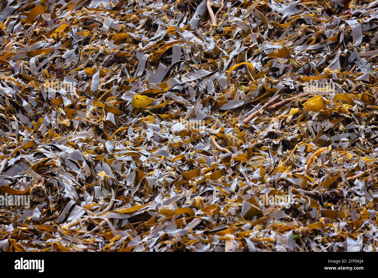 Seaweed varieties hi-res stock photography and images - Alamy