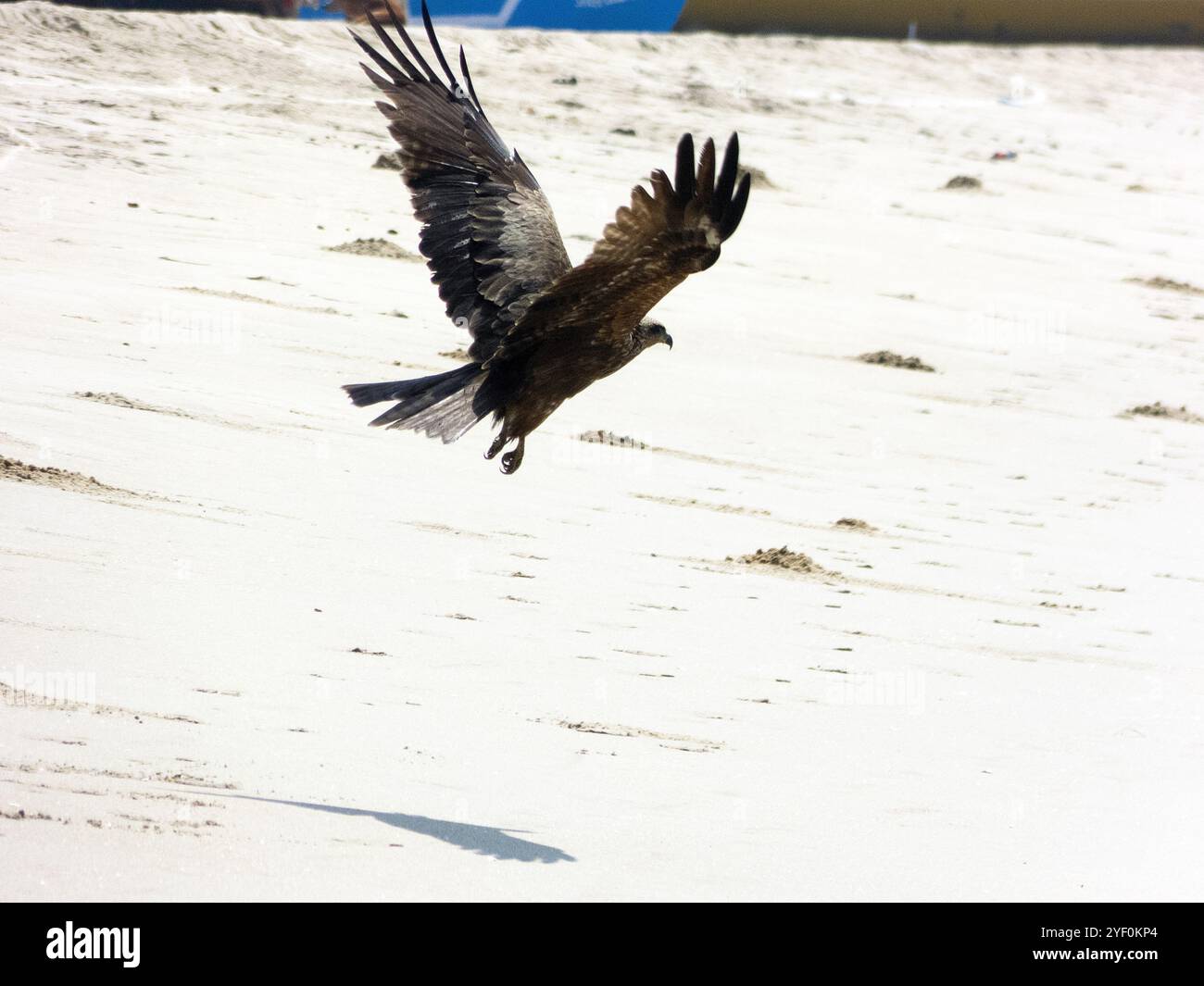 Black kite flying over the sea, Karwar, Karnataka, India Stock Photo ...