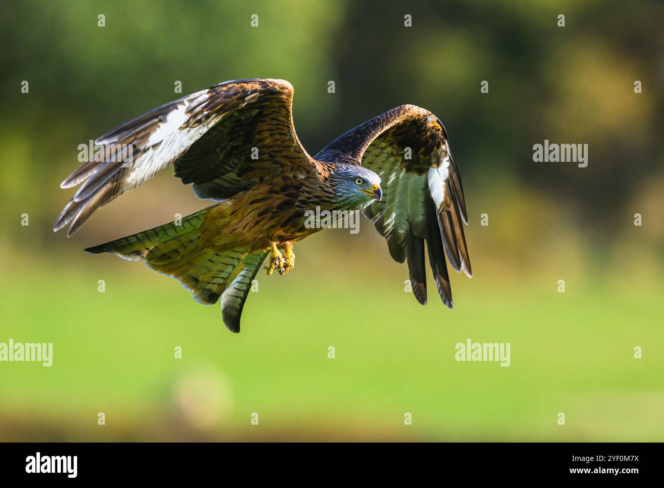 Red Kite, Milvus milvus, bird in flight Stock Photo - Alamy