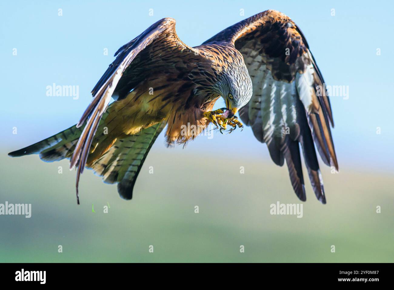 Red Kite, Milvus milvus, bird in flight Stock Photo - Alamy