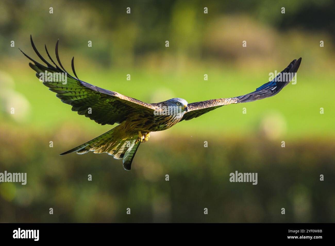 Red Kite, Milvus milvus, bird in flight Stock Photo - Alamy